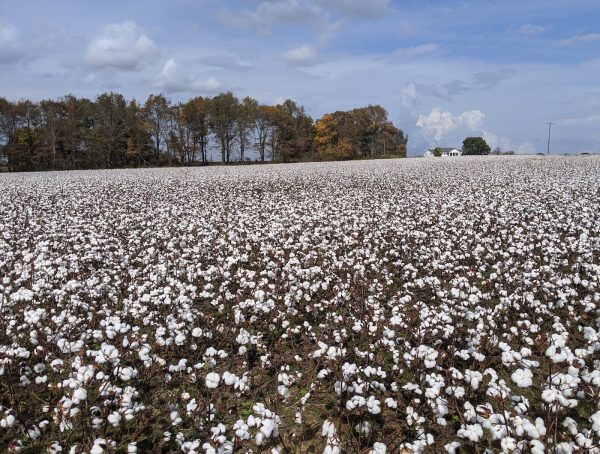 TN History For Kids » Basic 7: Crops