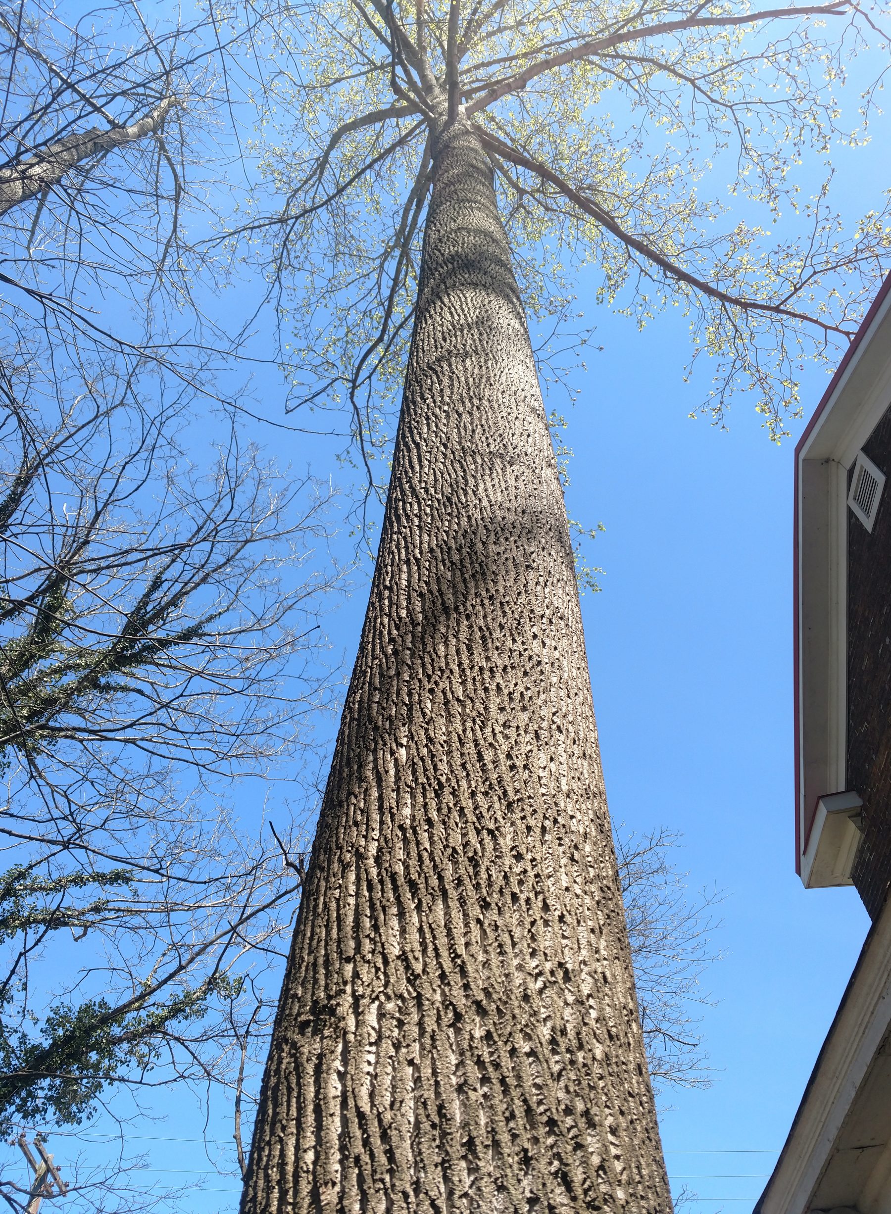 TN History For Kids » Elem 3: The State We Call Tennessee